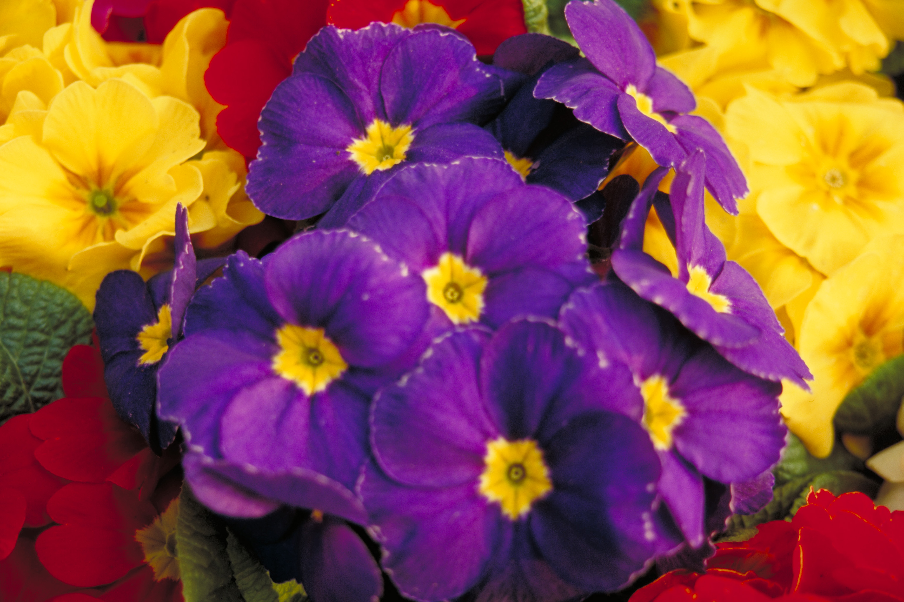 Poor Boy's Garden Center + Signature Landscapes