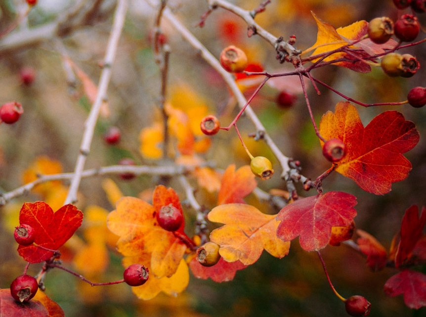 Poor Boy's Garden Center + Signature Landscapes